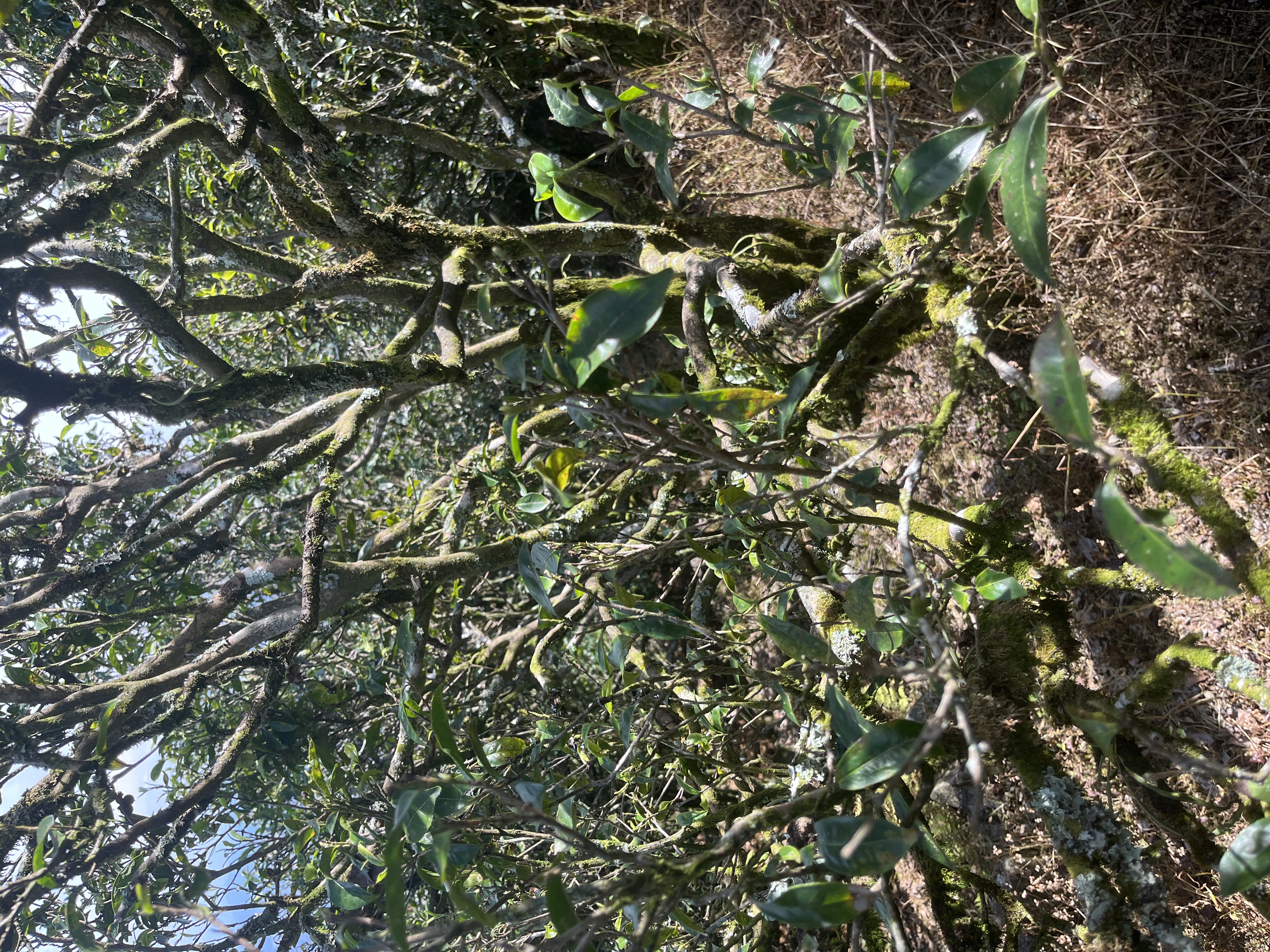 Cha Ma Gu Dao – Seltene Feng Huang Dan Cong