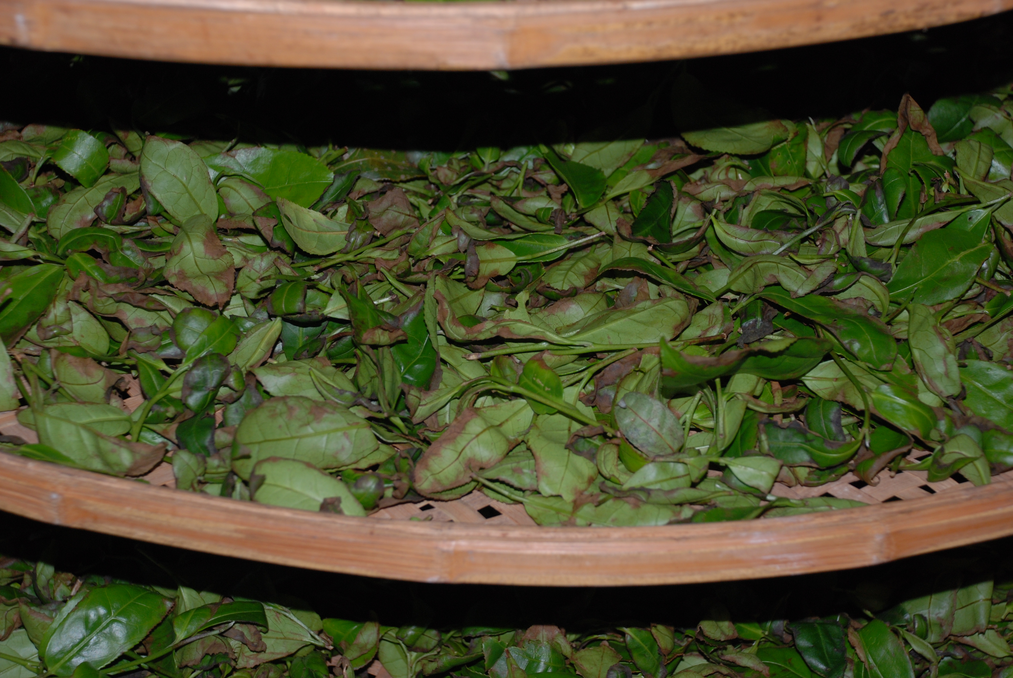 Cha Ma Gu Dao – Wu Yi Yan Cha und die Sidamingcong