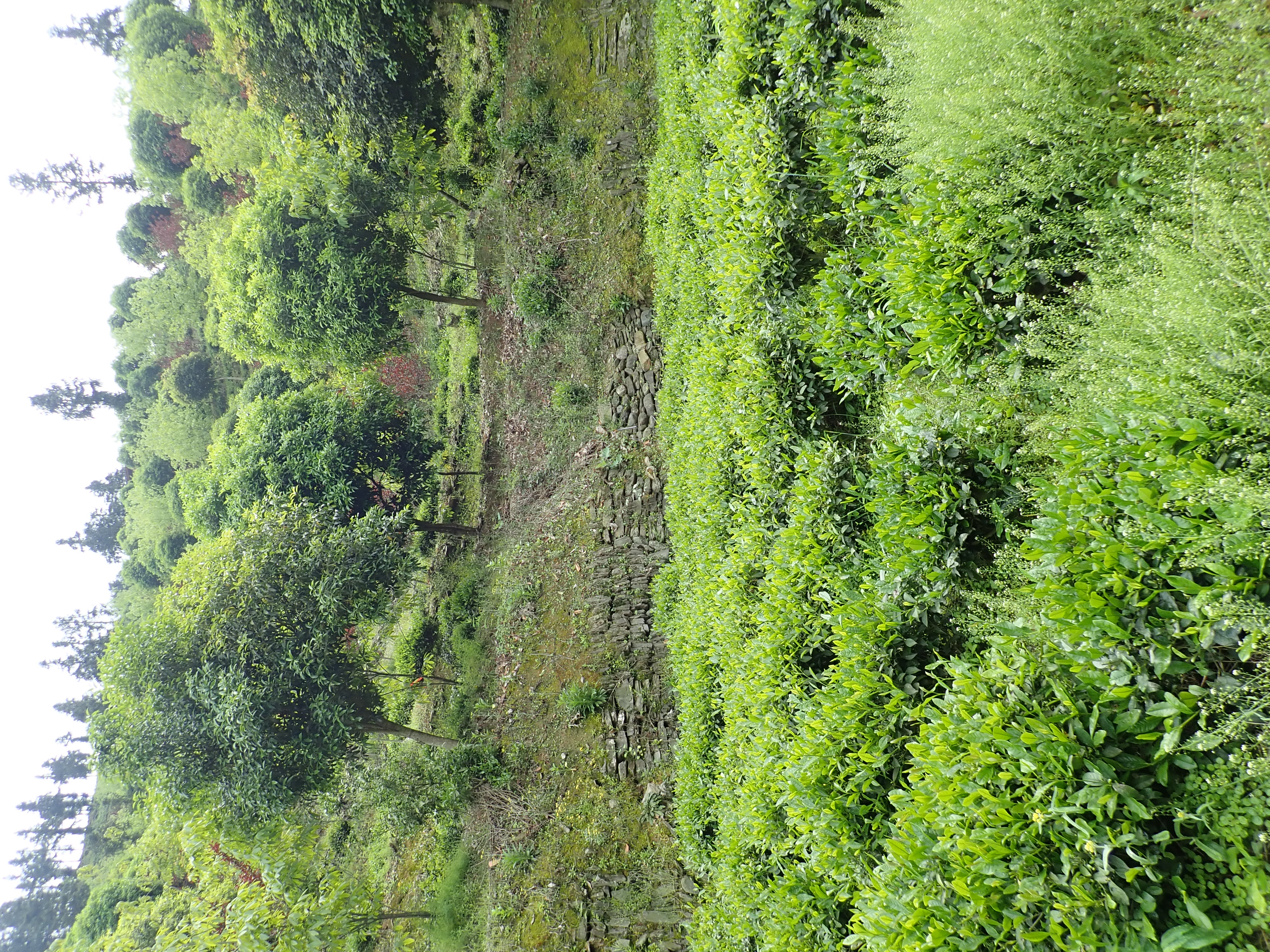 Neue Ernten 2025 Weisse und Gelbe Tees