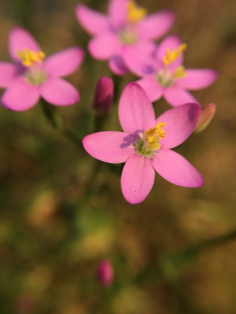 Kristen M (@klpm@mastodon.world) - Mastodon