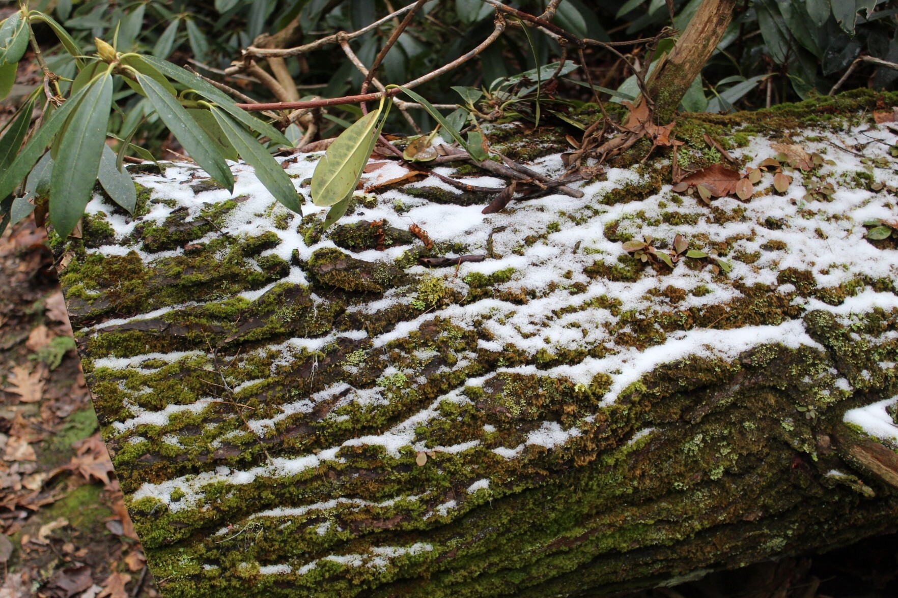 Daryl Cameron (@darylcameron@mastodon.world) - Mastodon