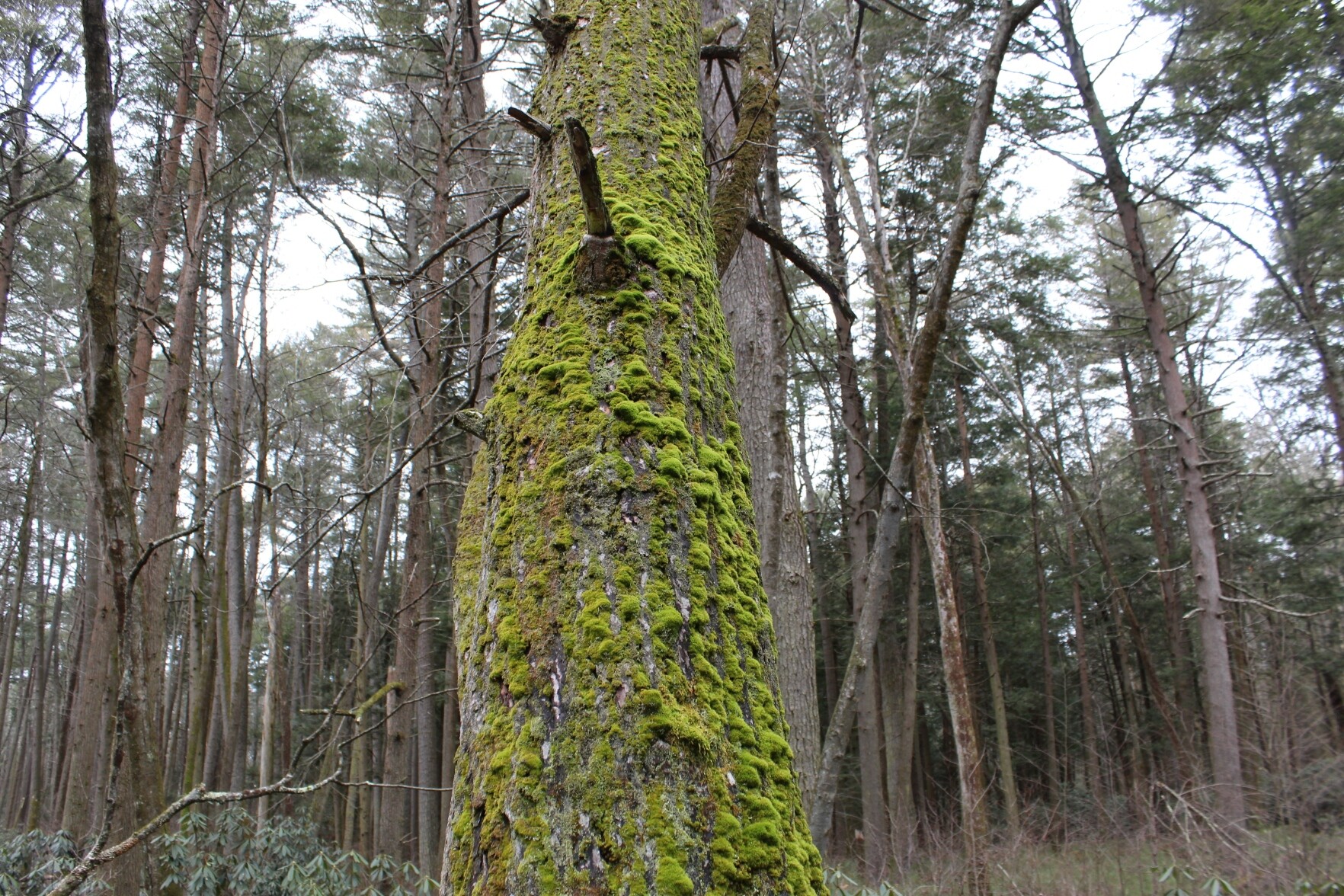 Daryl Cameron (@darylcameron@mastodon.world) - Mastodon