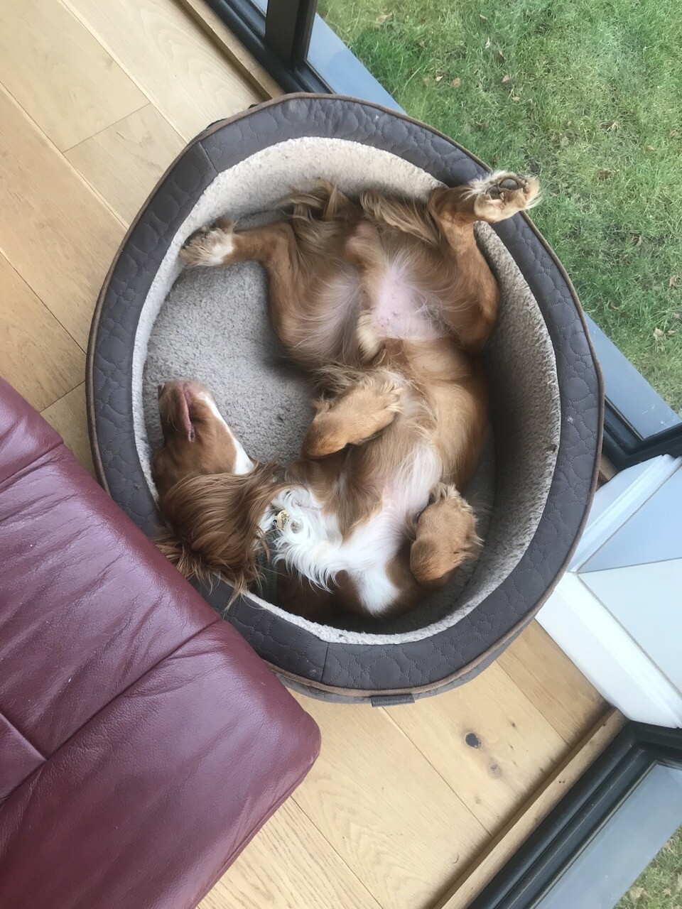 Hendricks the dog! (@hendricks@mastodon.world) - Mastodon