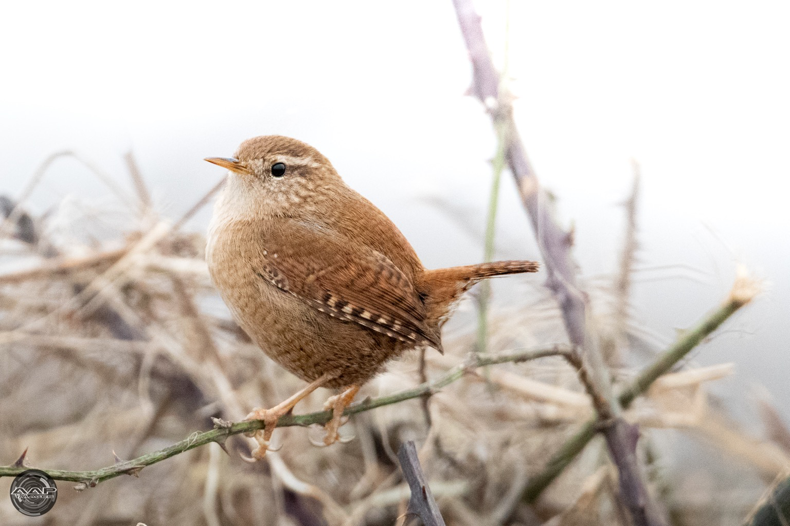 AAP_Images: "Little Wren at Frampton Marsh in Lincolnshire #bi…" - Mastodon
