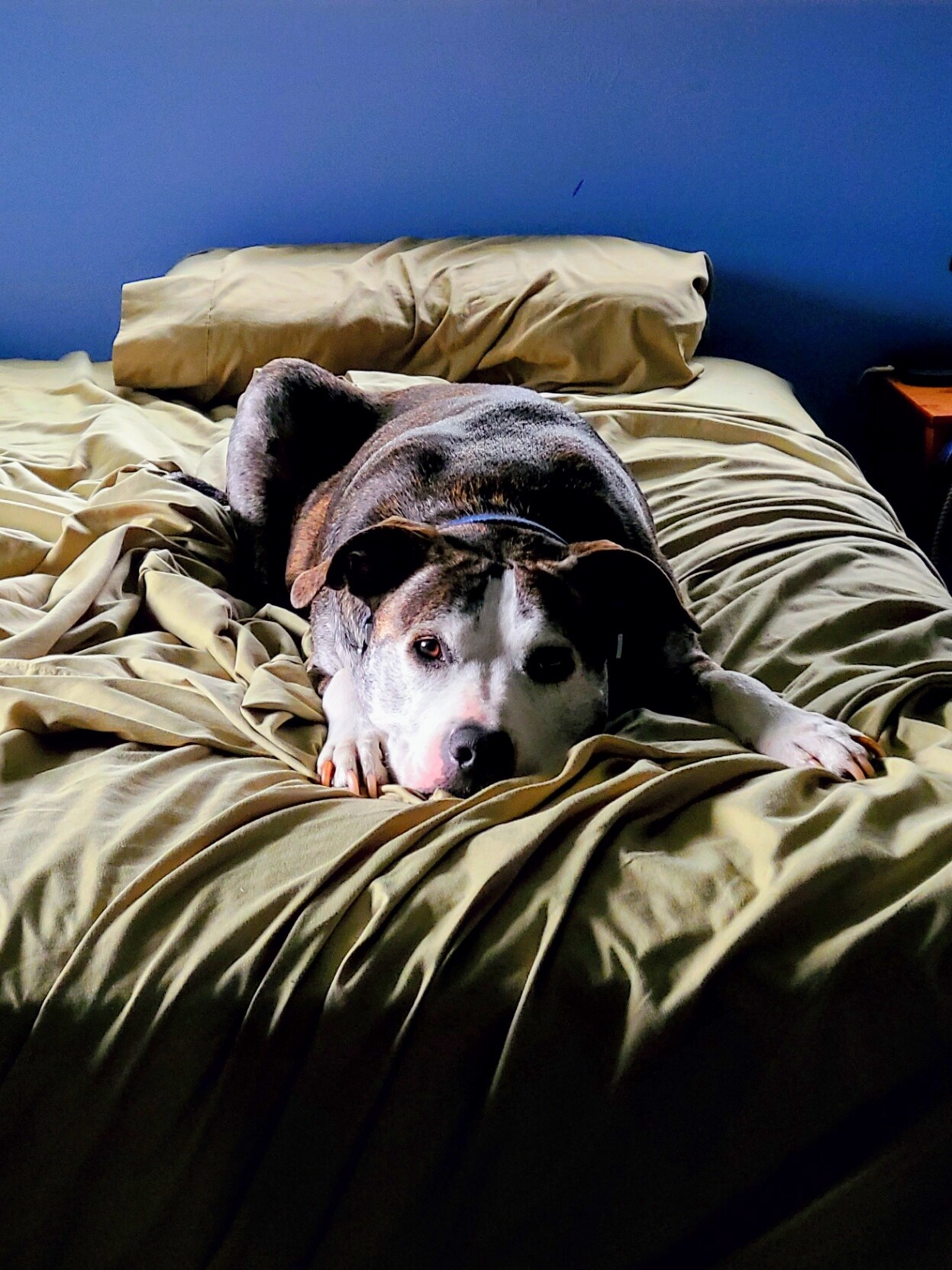 Shoogle (@shoogle@mastodon.world) - Mastodon