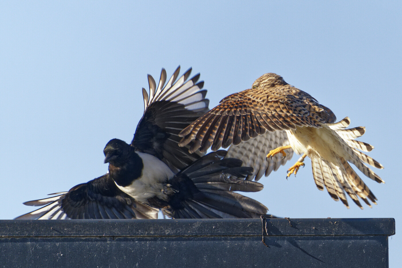 Kestrel With Magpie