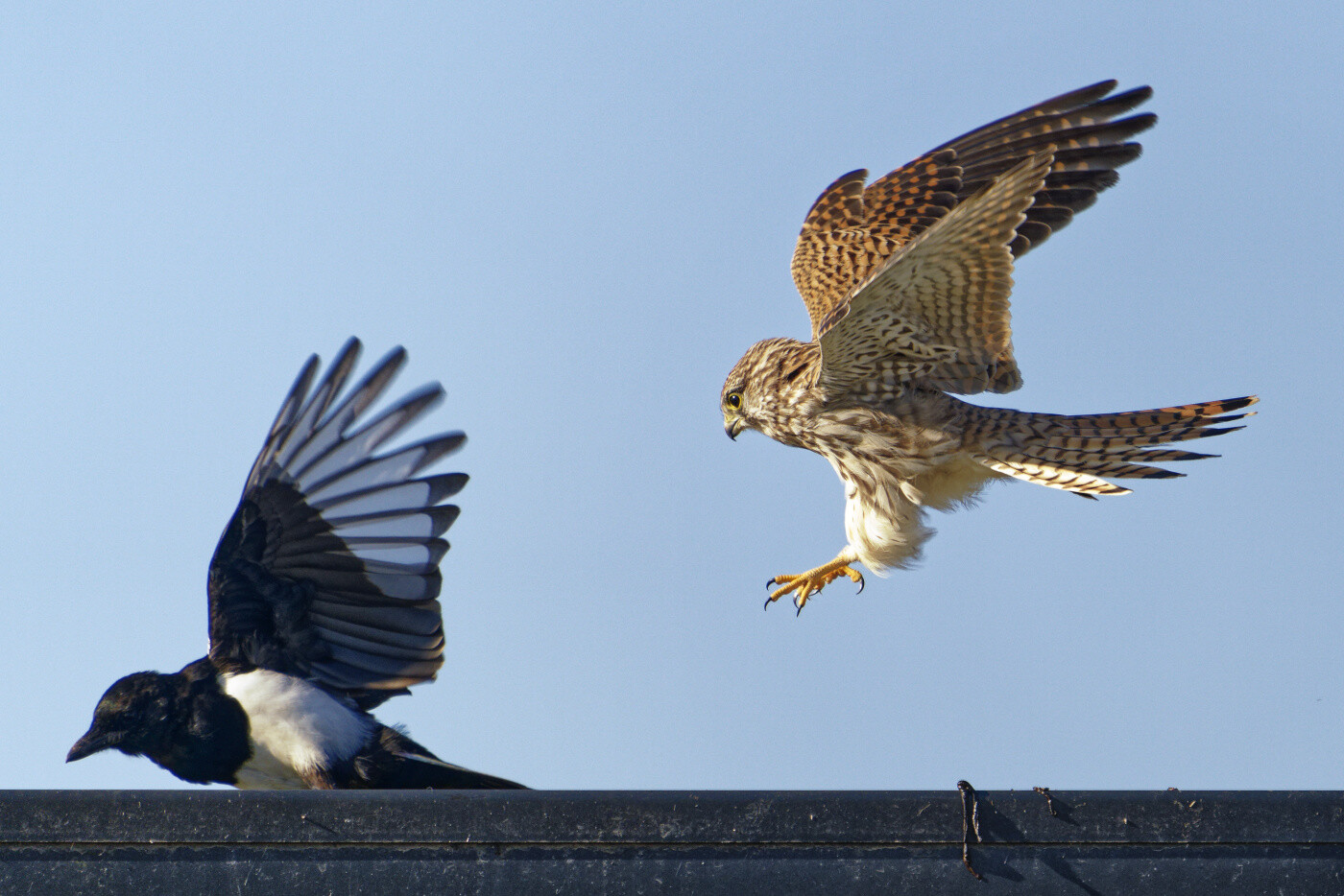 Kestrel With Magpie