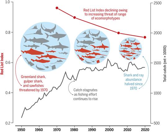 Coral Catsharks ~ MarineBio Conservation Society