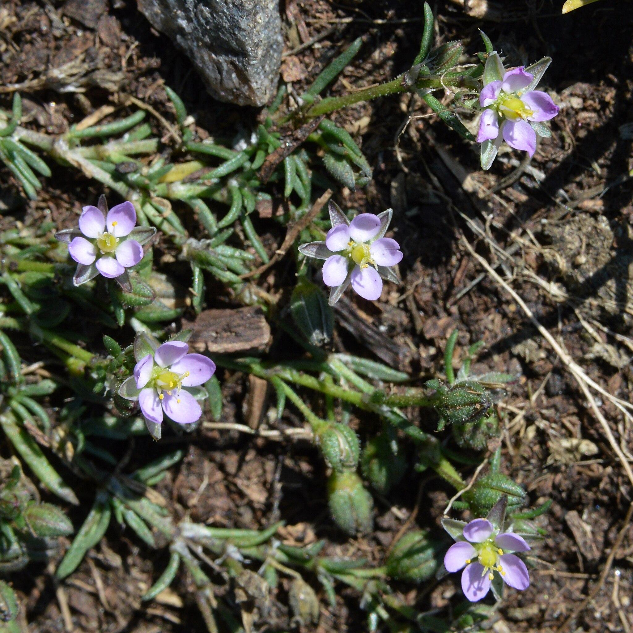 Ryan Hodnett: "Lesser Sea-spurrey (Spergularia marina) https://c ...